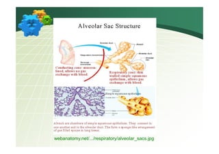 Respiratory system | PPT