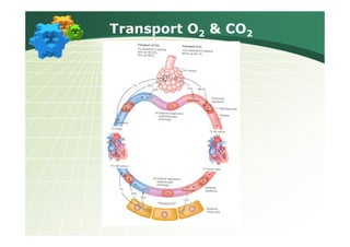 Respiratory system | PPT