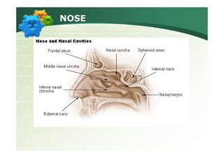 Respiratory system | PPT