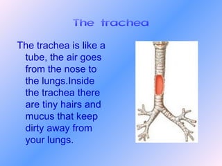 Respiratory system | PPT
