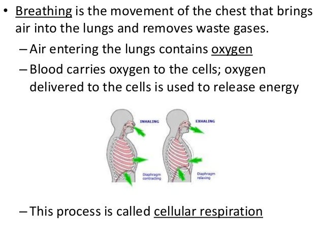 Respiratory system