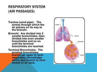 Respiratory system | PPT