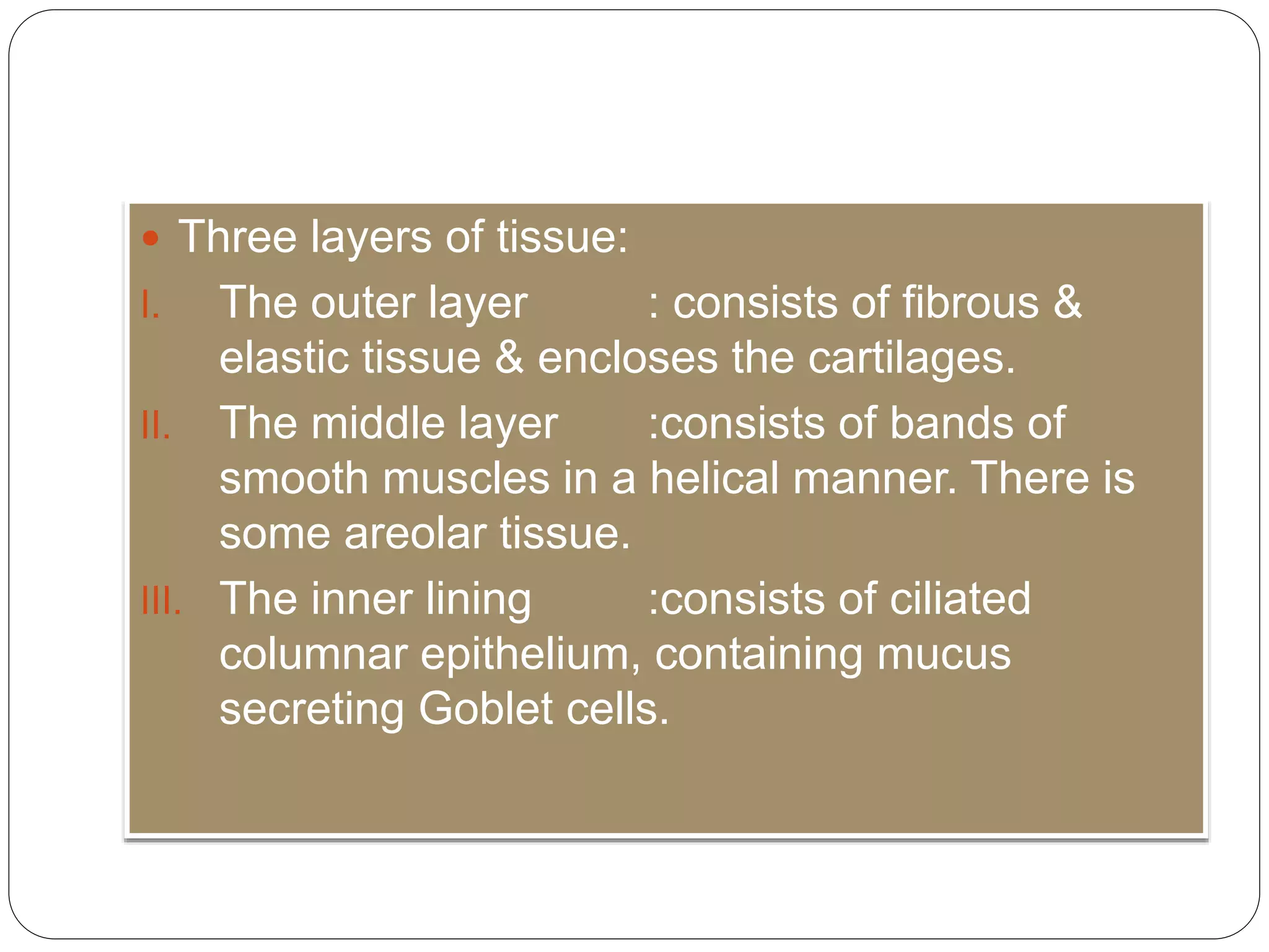 Respiratory system | PPTX