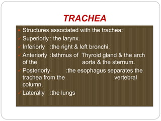 Respiratory system | PPTX
