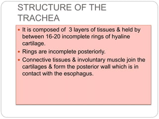 Respiratory system | PPTX