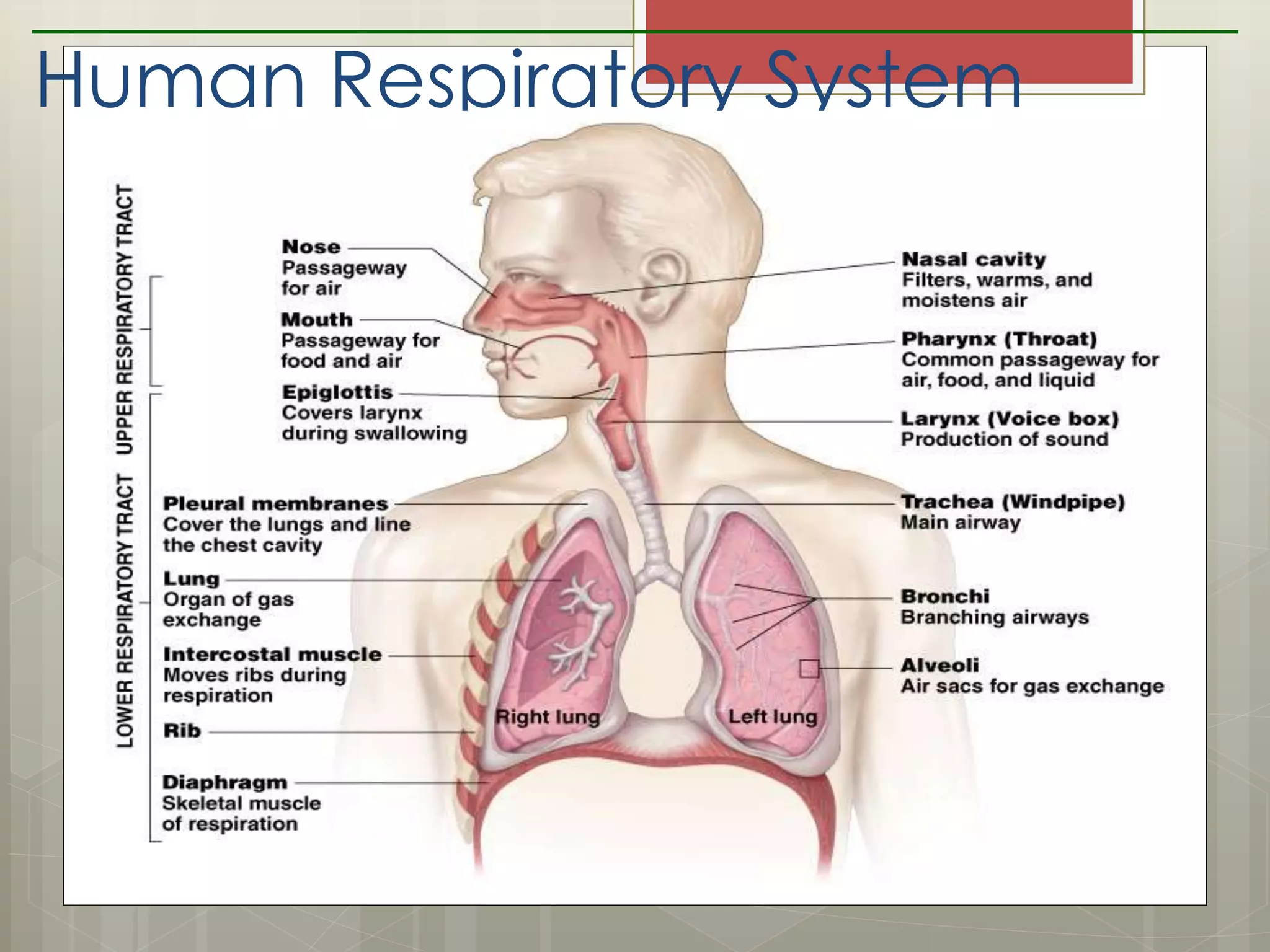 Grade 9 - Respiratory system | PPTX