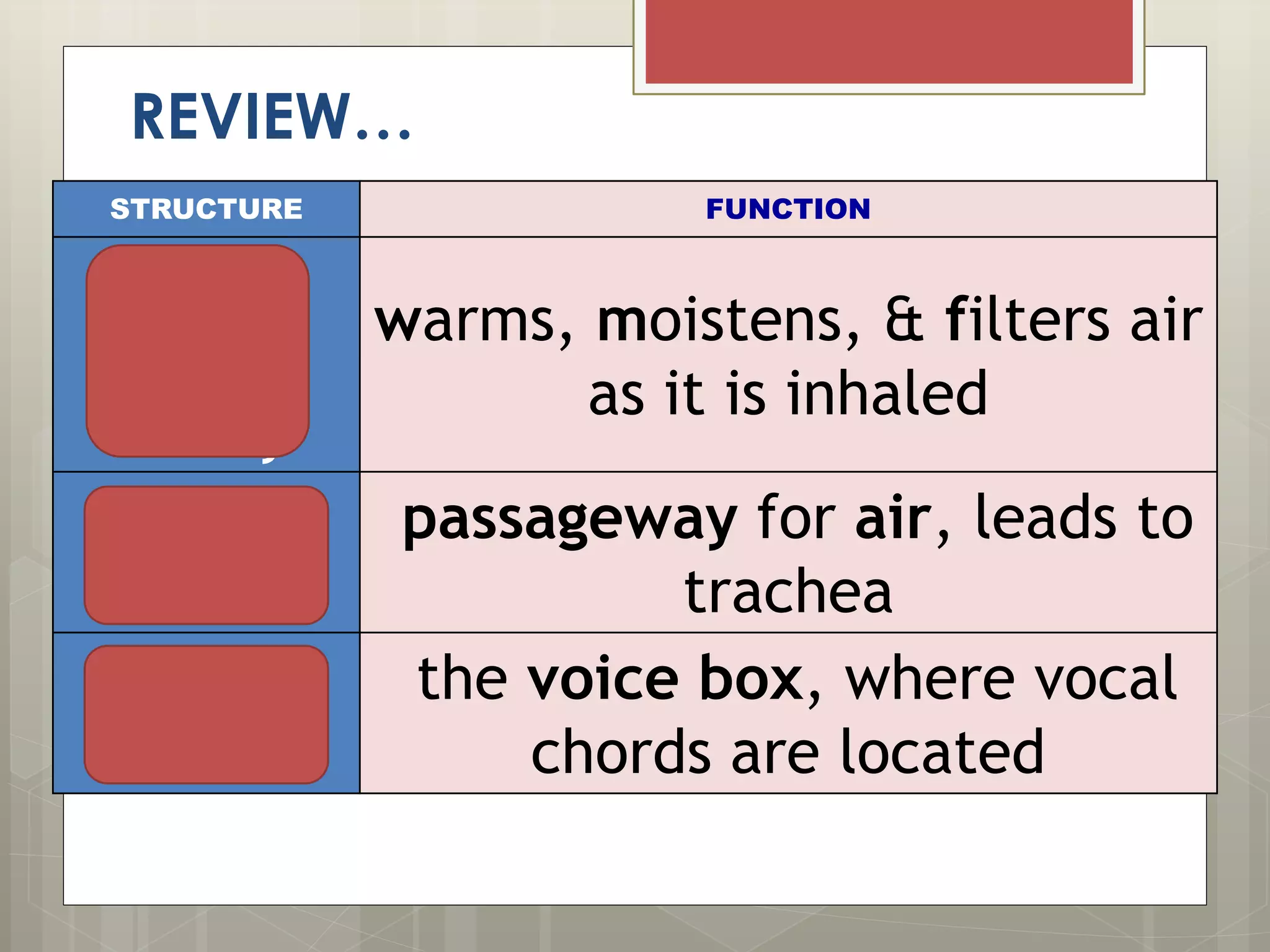 Grade 9 - Respiratory system | PPTX