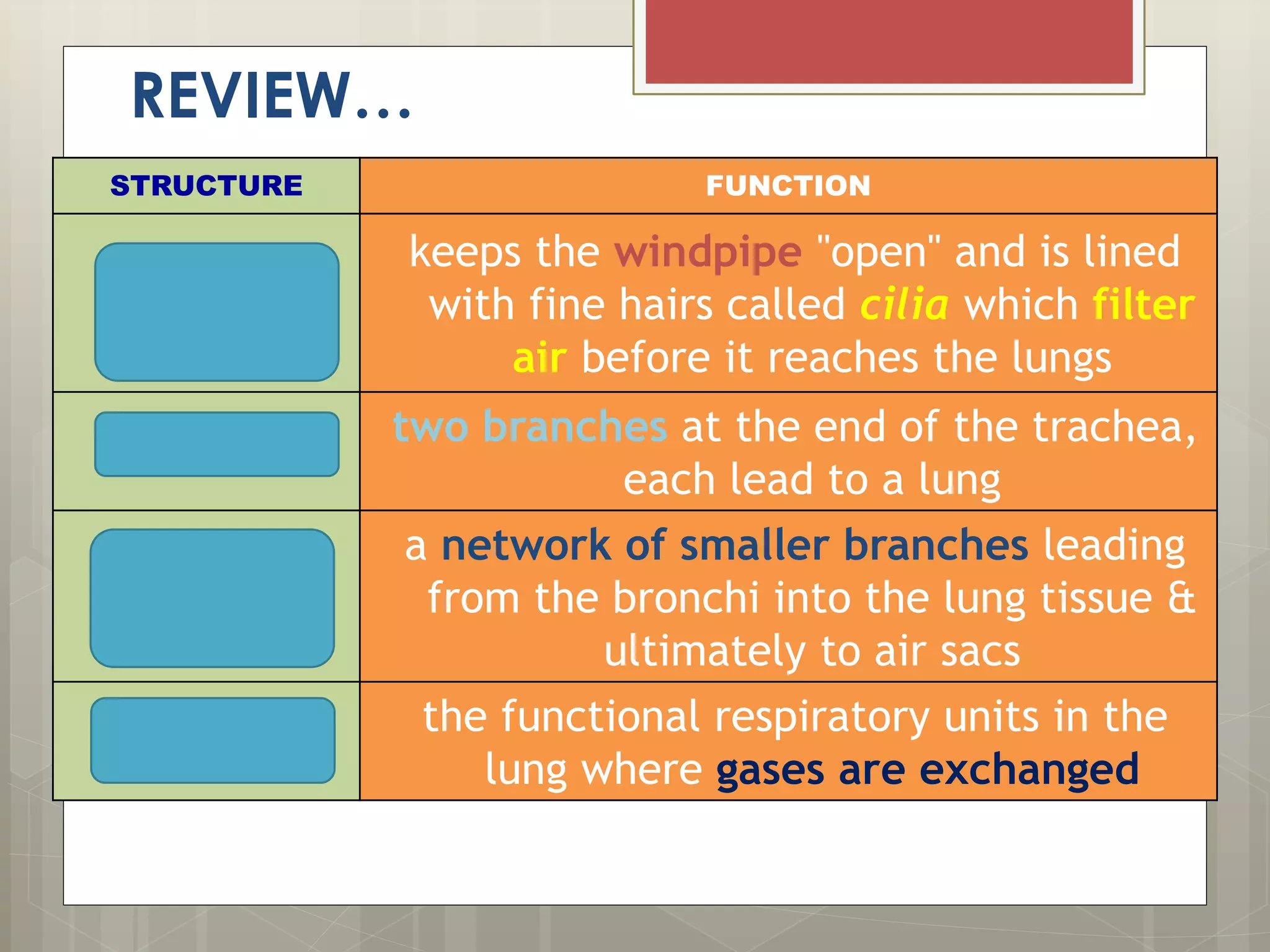 Grade 9 - Respiratory system | PPTX | Lung and Respiratory Health ...
