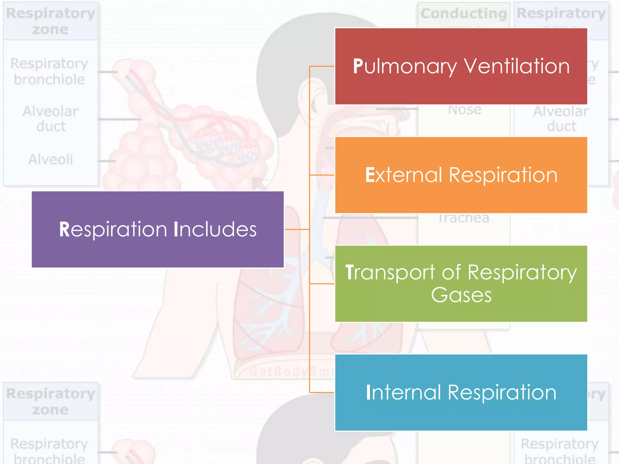 Grade 9 - Respiratory system | PPTX