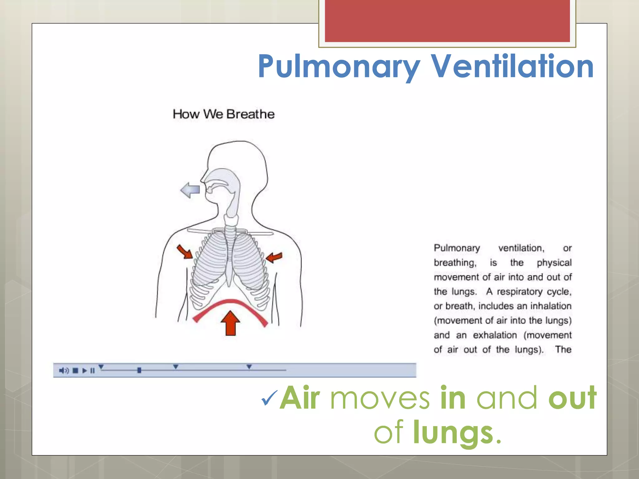 Grade 9 - Respiratory system | PPTX | Lung and Respiratory Health ...