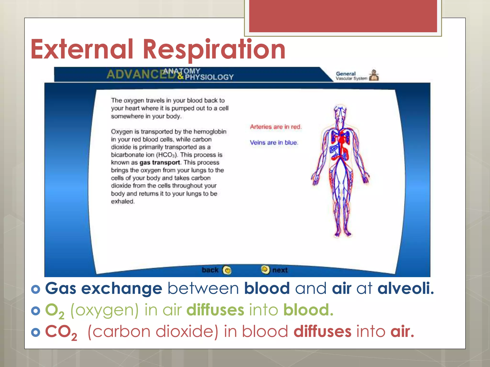 Grade 9 - Respiratory system | PPTX