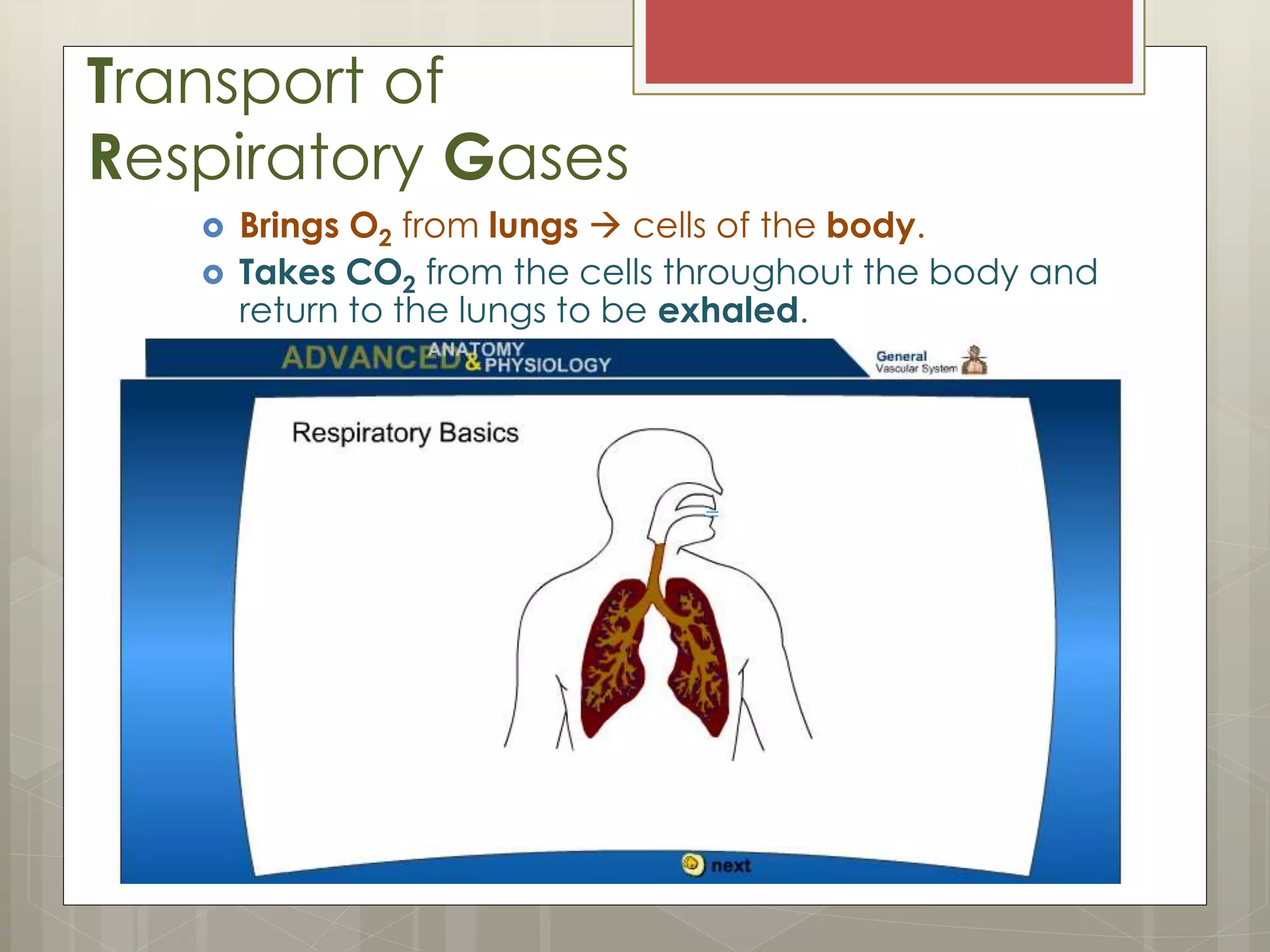 Grade 9 - Respiratory system | PPTX