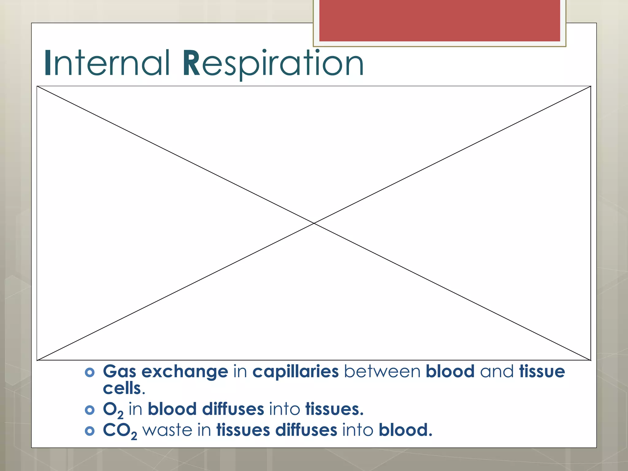 Grade 9 - Respiratory system | PPTX