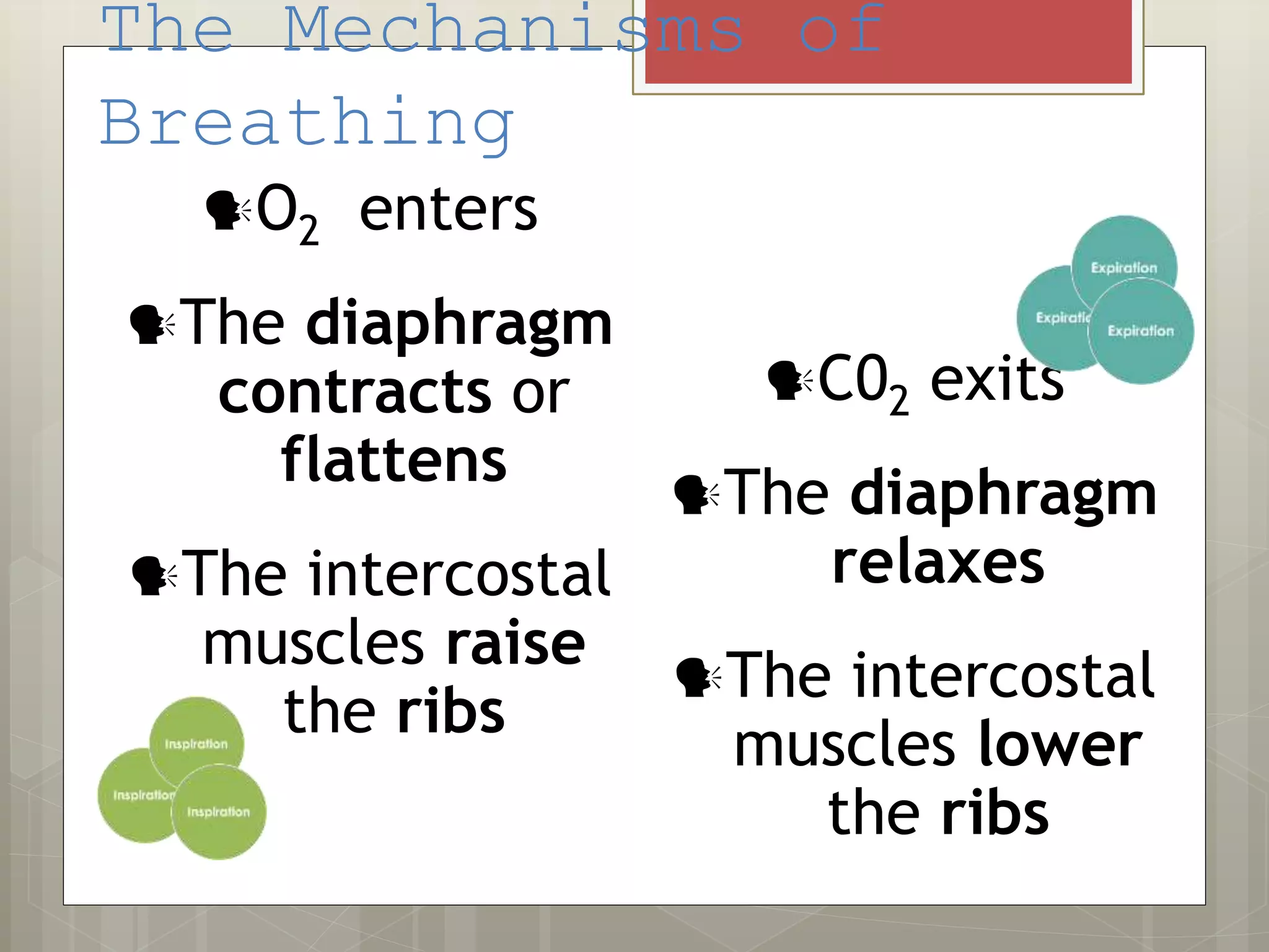 Grade 9 - Respiratory system | PPTX | Lung and Respiratory Health ...