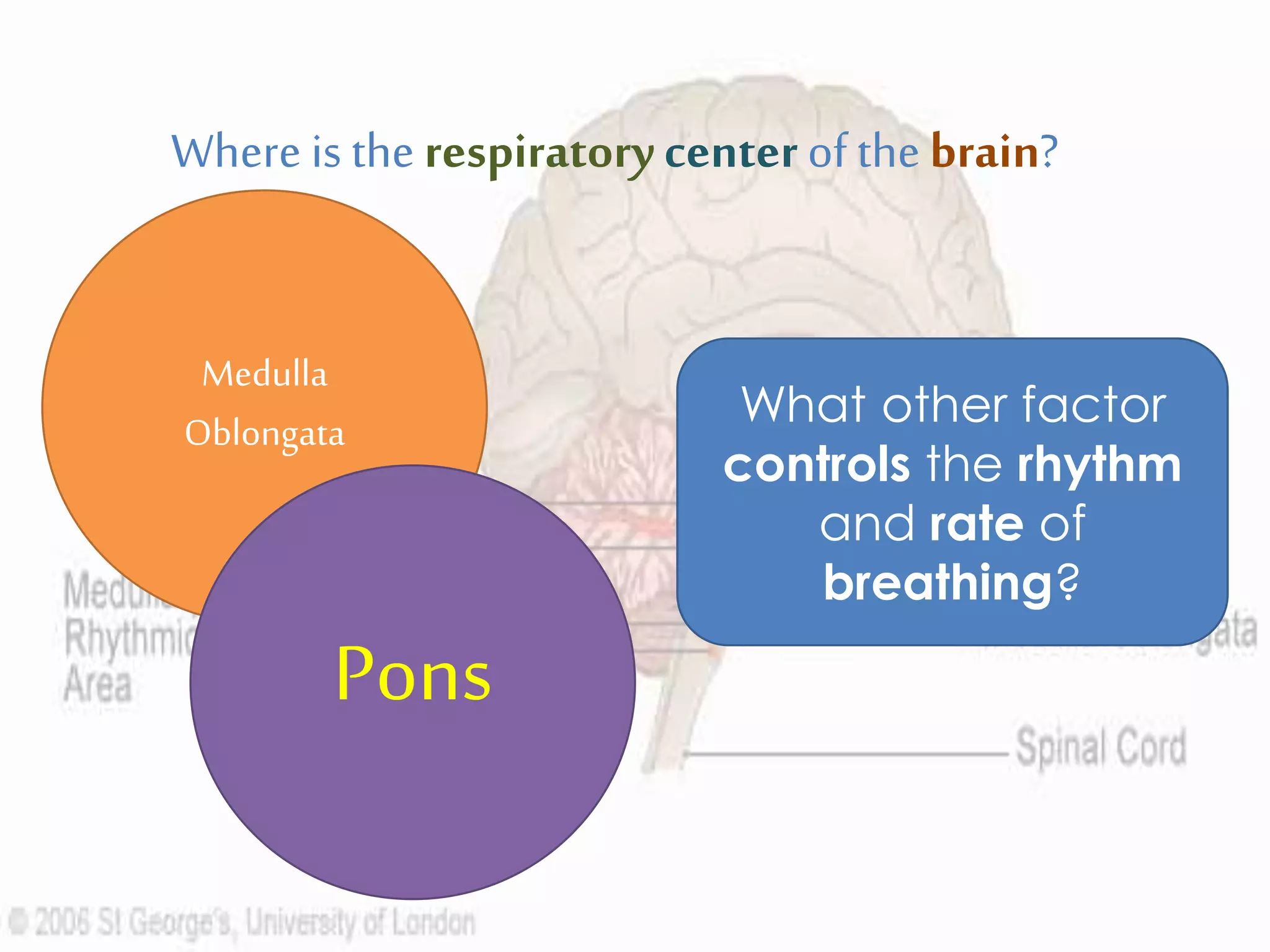 Grade 9 - Respiratory system | PPTX