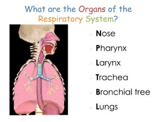 Grade 9 - Respiratory system | PPTX | Lung and Respiratory Health ...