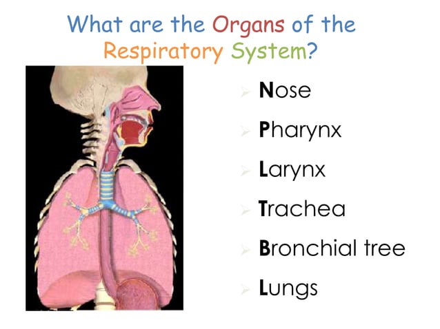 Grade 9 - Respiratory system | PPTX | Lung and Respiratory Health | Diseases and Conditions