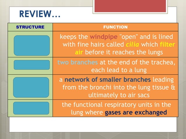 Grade 9 - Respiratory system | PPTX | Lung and Respiratory Health ...