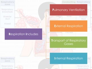 Grade 9 - Respiratory system | PPTX
