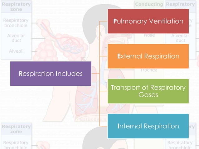Grade 9 - Respiratory system | PPTX | Lung and Respiratory Health | Diseases and Conditions