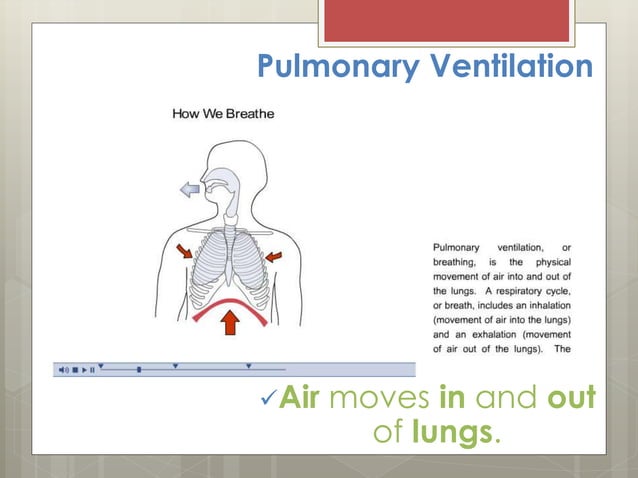 Grade 9 - Respiratory system | PPTX | Lung and Respiratory Health ...