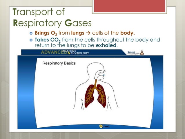 Grade 9 - Respiratory system | PPTX | Lung and Respiratory Health ...