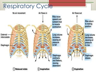 Grade 9 - Respiratory system | PPTX