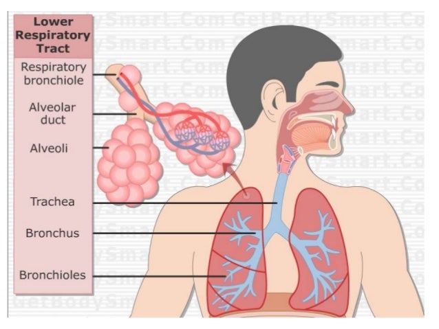 Grade 9 - Respiratory system