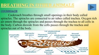 Respiratory system | PPT