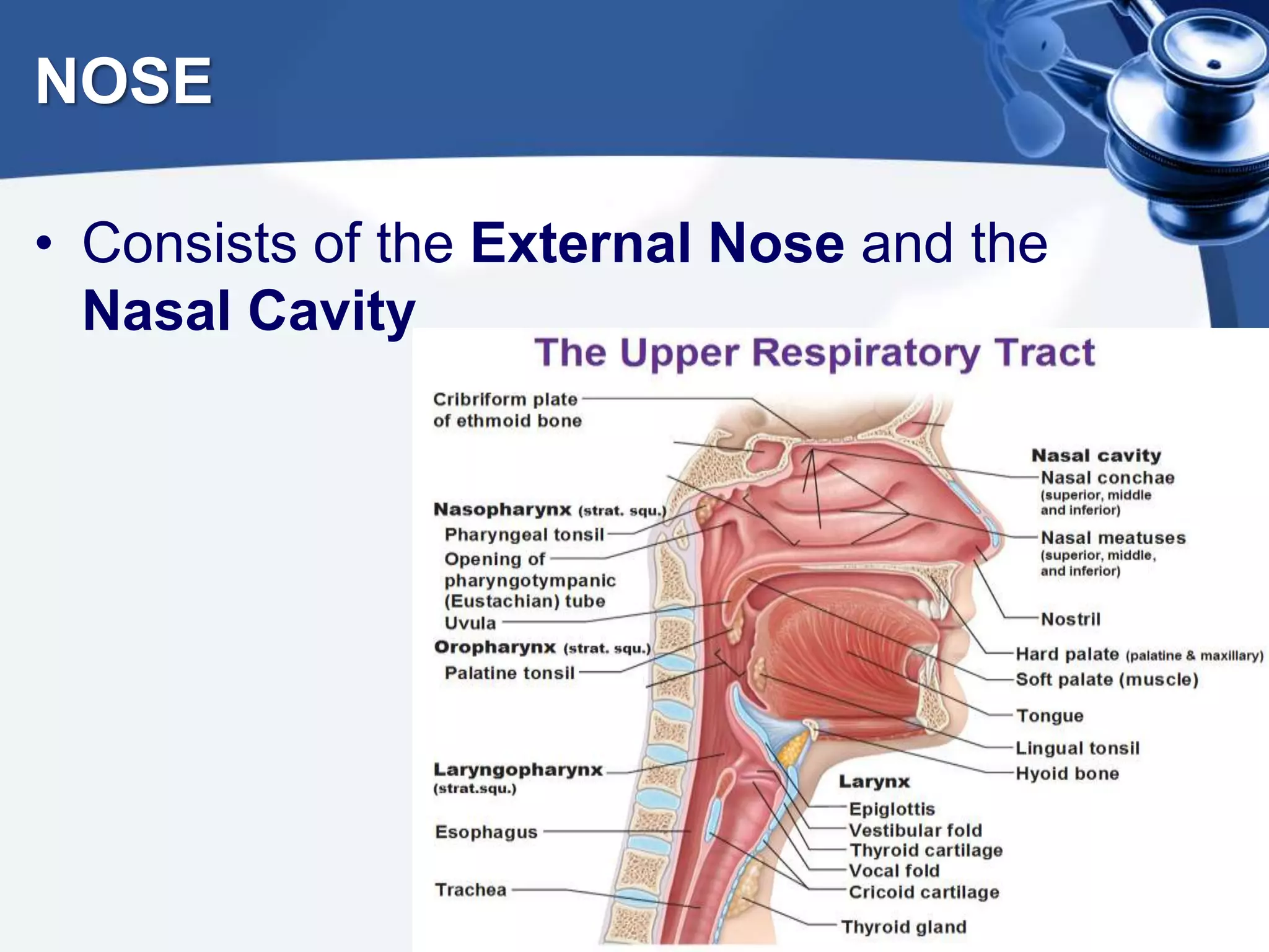 Respiratory System | PPTX