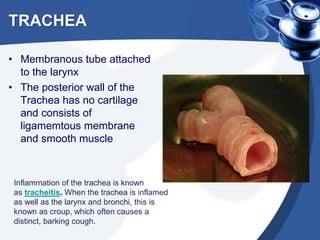 Respiratory System | PPTX