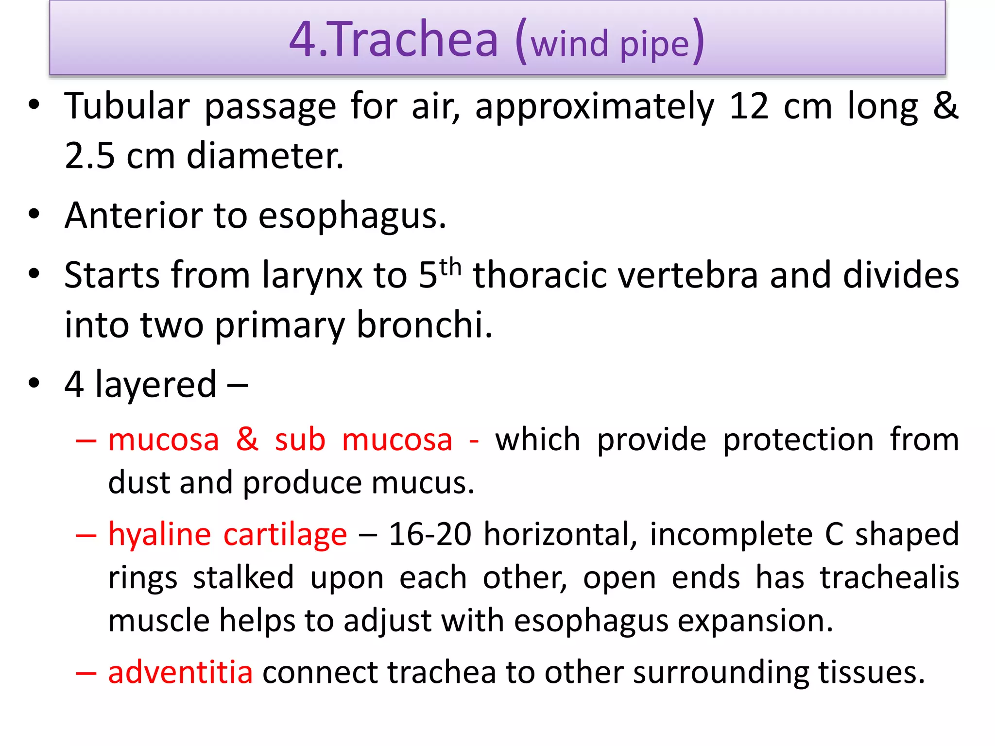 Respiratory system | PPTX