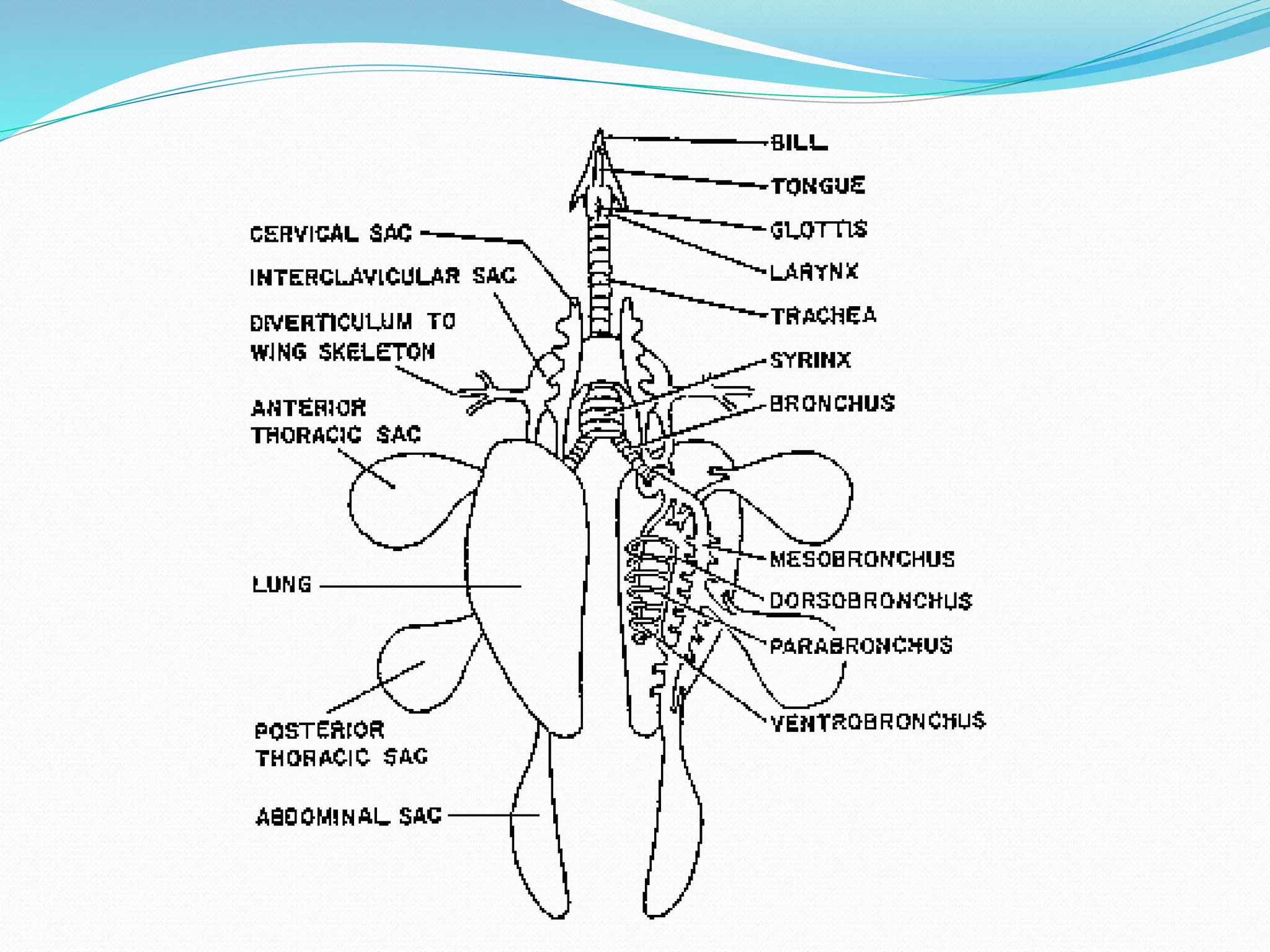 Respiratory system of poultry | PPTX