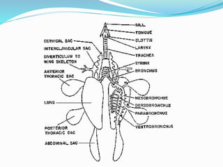 Respiratory system of poultry | PPTX