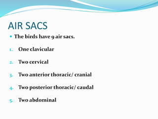 Respiratory system of poultry | PPTX
