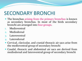 Respiratory system of poultry | PPTX