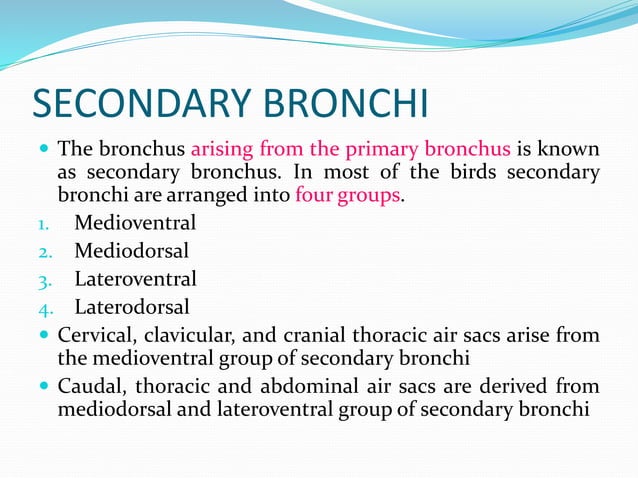 Respiratory system of poultry | PPTX | Lung and Respiratory Health ...