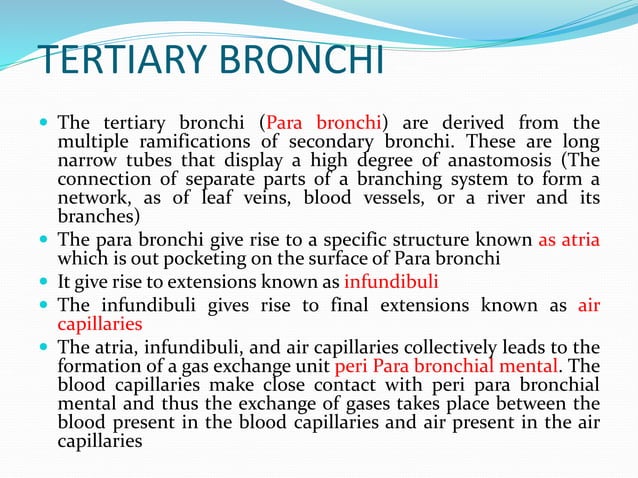 Respiratory system of poultry | PPTX | Lung and Respiratory Health ...
