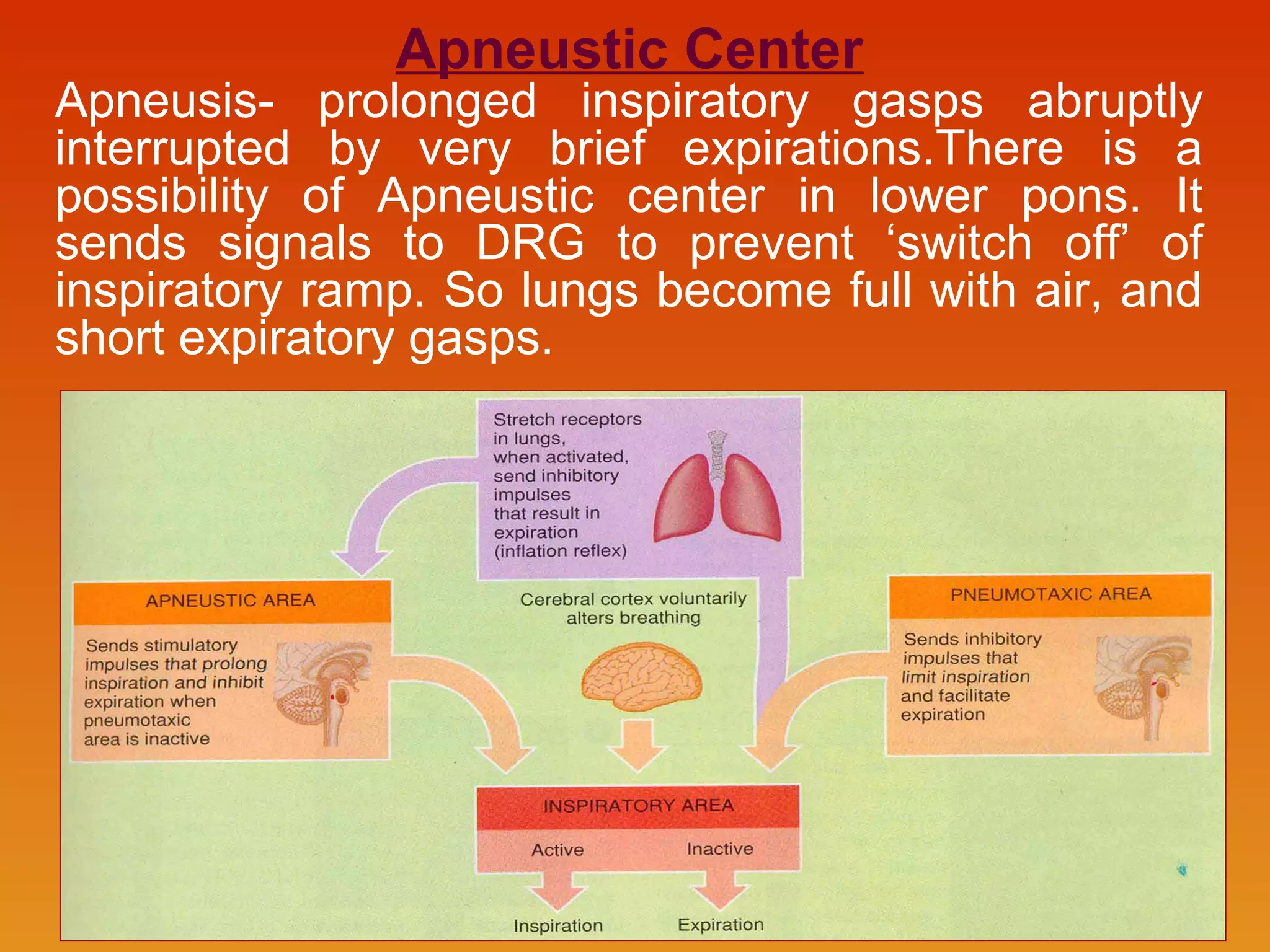 Respiratory system | PPT