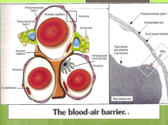 Physiological, anatomical barriers of the respiratory system | PPTX ...