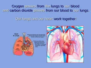 The respiratory system | PPT