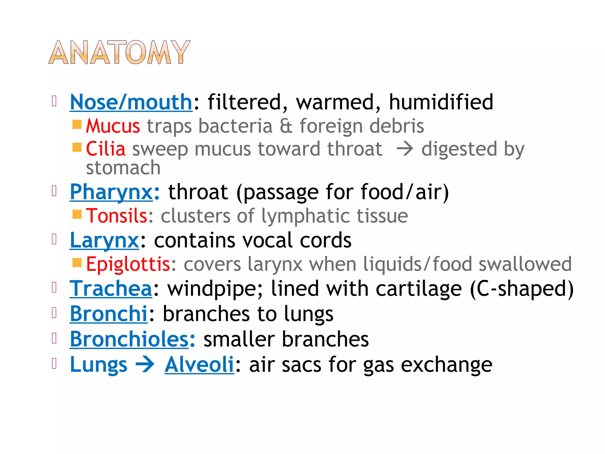 Anatomy & Physiology Lecture Notes - Respiratory system | PPT