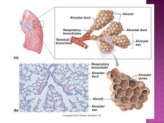 Anatomy & Physiology Lecture Notes - Respiratory system | PPT