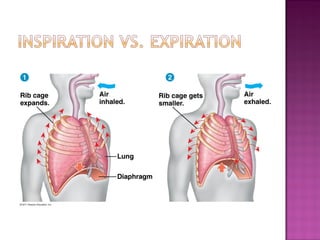 Anatomy & Physiology Lecture Notes - Respiratory system | PPT