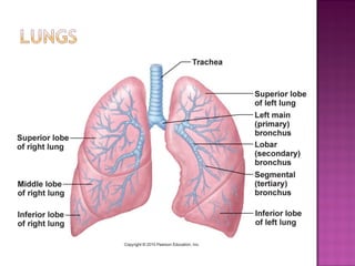 Anatomy & Physiology Lecture Notes - Respiratory system | PPT