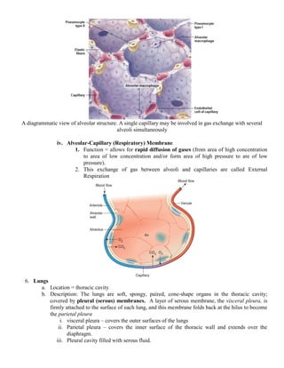 Respiratory system | PDF