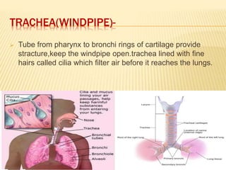 Respiratory system ...... | PPTX