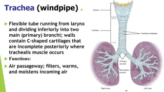 respiratorysystem-160403131800.pdf