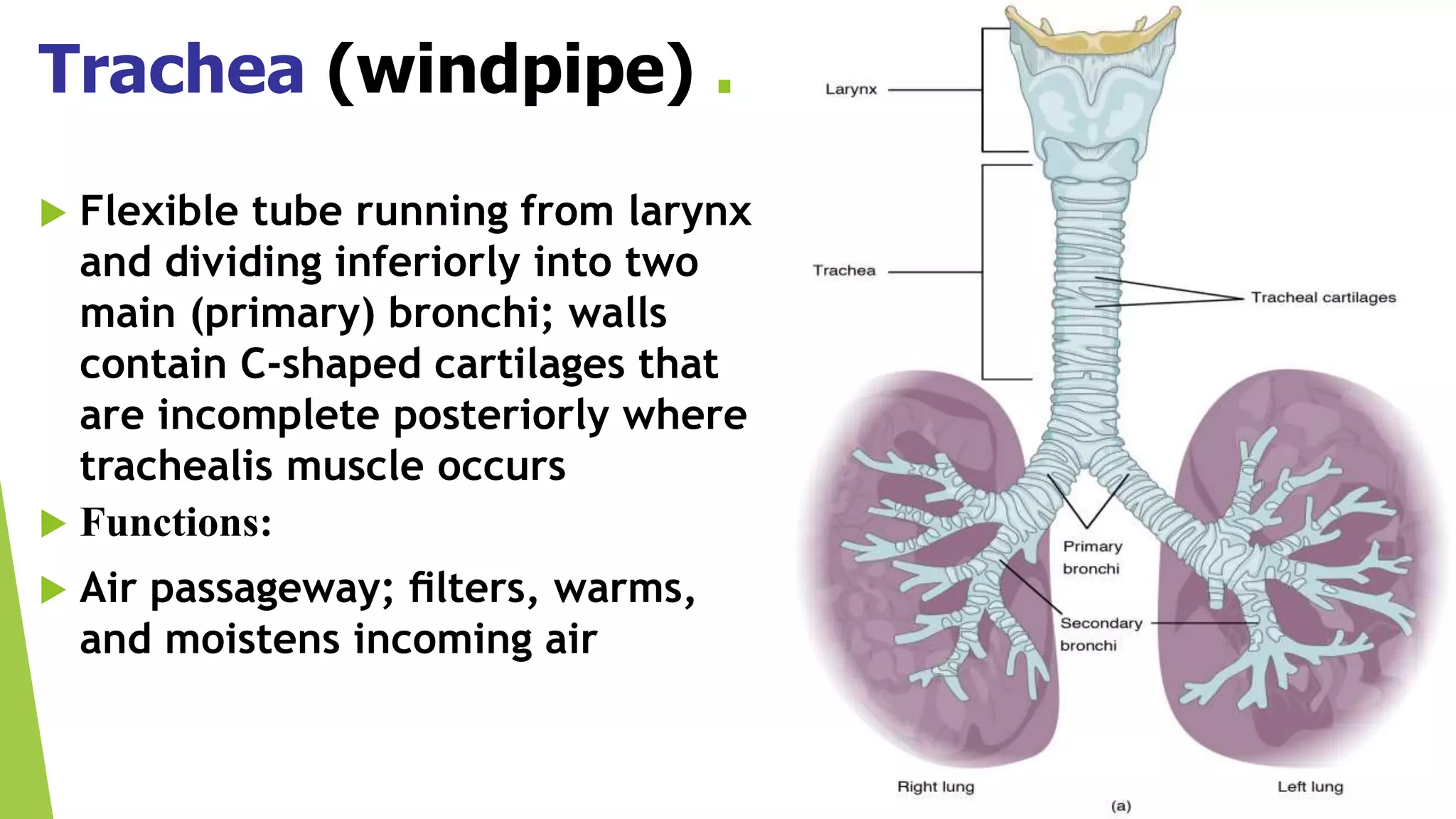 Respiratory system | PPTX
