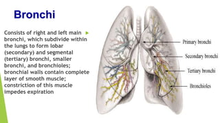 Respiratory system | PPTX